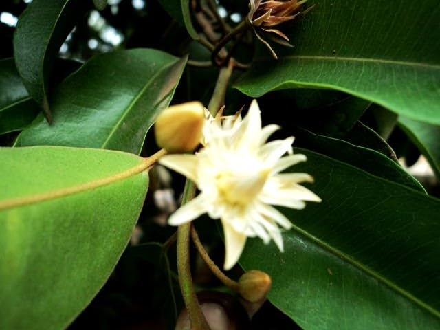 Bokul tree live plant Pack Of 1 : Amazon.in: Garden & Outdoors