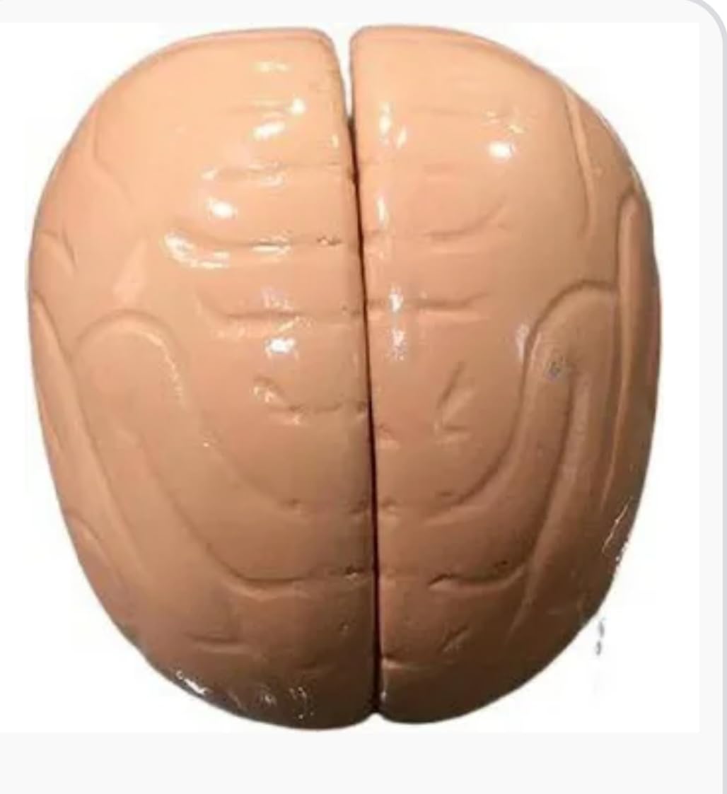 Human Brain Model fiber glass material removable in 2 parts for ...