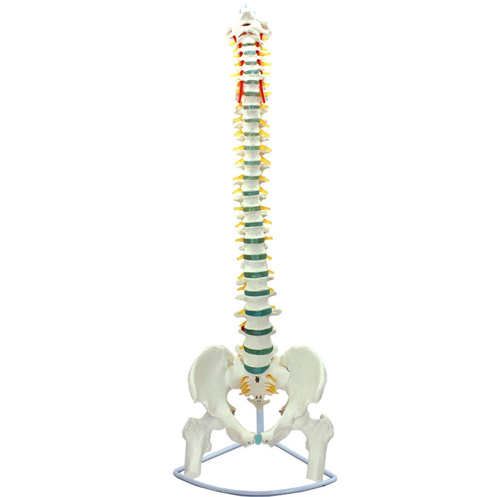 Xyxz Anatomy Models Flexible Didactic Spinal Column Life Size Spine ...