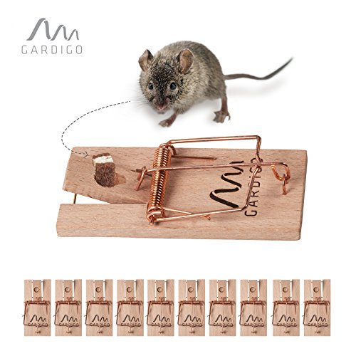 34 migliori Trappole Per Uccelli nel 2020 (recensioni, opinioni, prezzi)