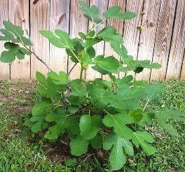 Amazon.com : Texas EVERBEARING FIG Tree - 2 Year Old : Patio, Lawn & Garden
