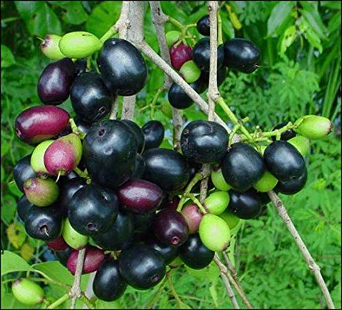 Kraft Seeds Fruit Live Plant Java Plam (Njaval) -grafted Balconies ...