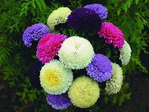 FUN AND GROW SEEDS Seeds Aster Princess Mix Annual Flowers – Yaxa Colombia
