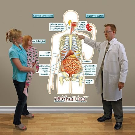 Simplified Digestive System Labeled Sticky Anatomy Wall Chart ...