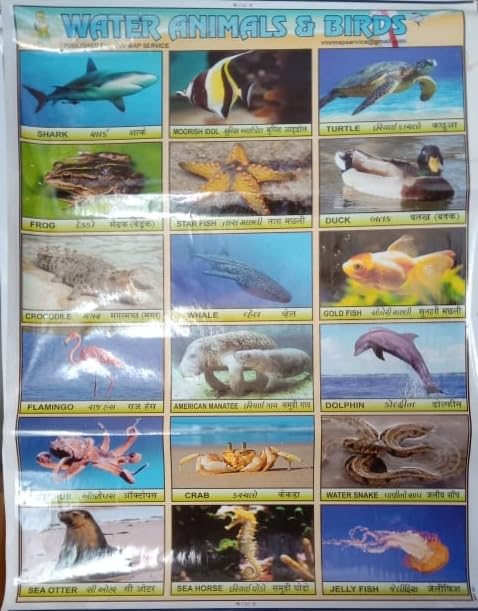 Water animal and birds chart chart : Amazon.in: Toys & Games