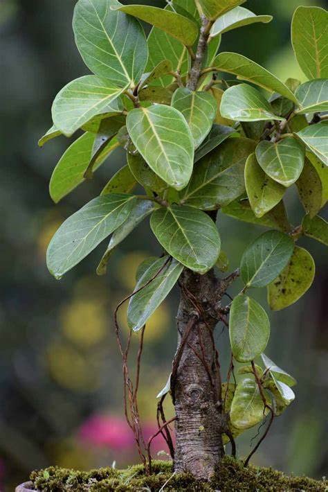 Mphmi Live Plant Nursery NCR Plants Ficus Benghalensis Indian Variegata ...