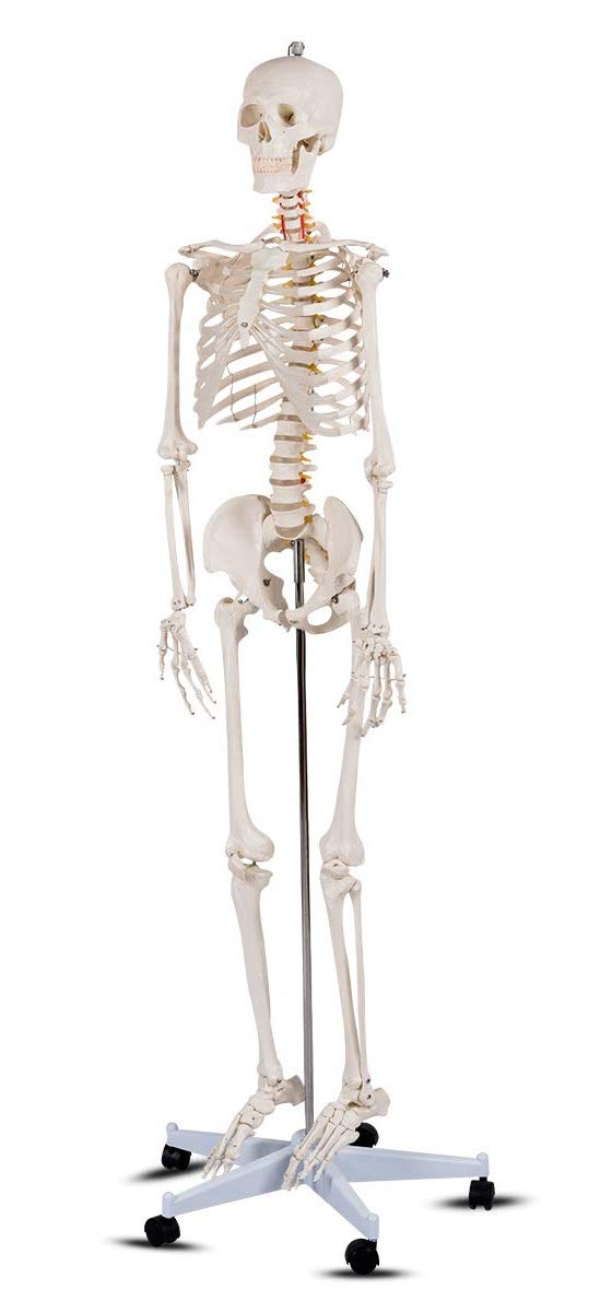 Amazon.com: HAPPYGRILL 5.9FT Human Anatomical Anatomy Skeleton Life ...