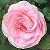 Amazon.com : Heirloom Roses Rose Plant - Eleganza® Pink Enchantment ...