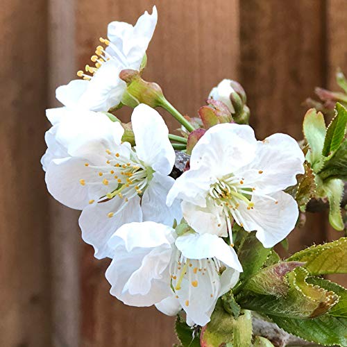 Stella Cherry Bare Root Trees (Pair) | Garden Outdoor Store