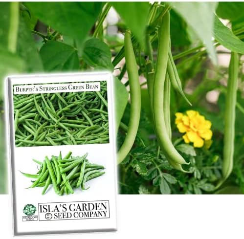 Amazon.com : Burpee Stringless Green Bean Seeds (Phaseolus vulgaris ...