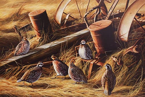 Amazon.com: Rosemary Millette - Autumn Glow - Bobwhites