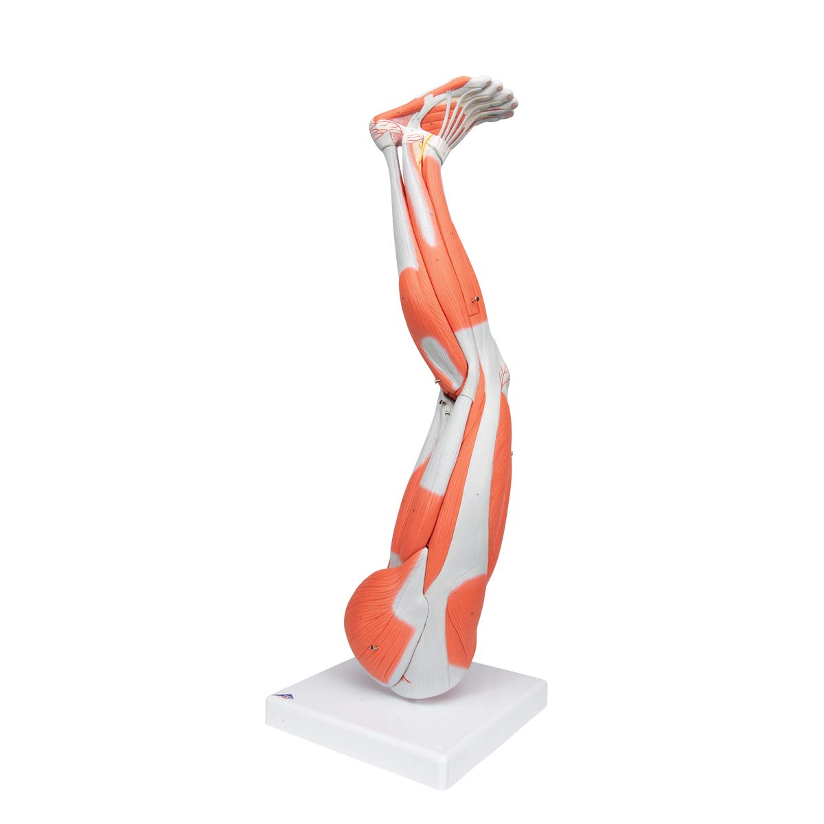 3B Scientific M20 9 Part, 3/4 Life Size Muscle Leg Model, 10.2" Length ...