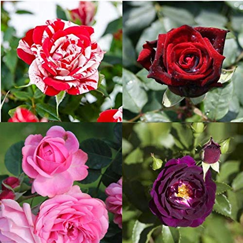 Mphmi Seedless Plant Flower Plants Rose Plant Pack (Pack of 6 Colors ...