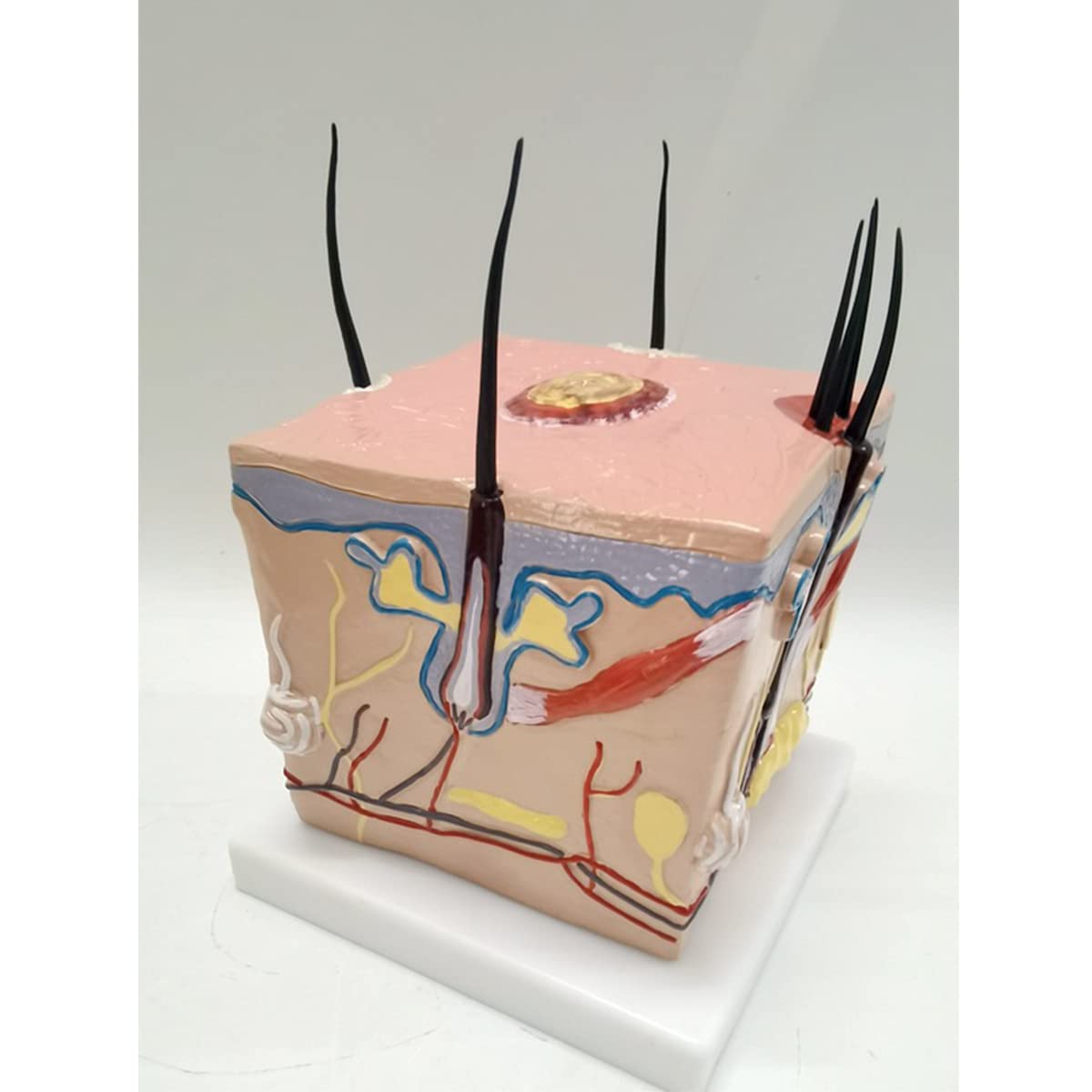 Buy TMIL Skin Anatomy Model, Human y Hair Growth Process Hair Follicle ...