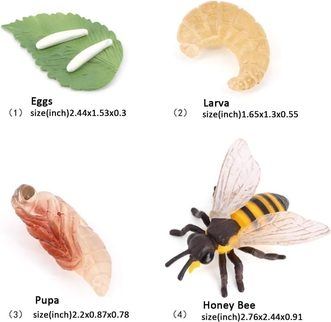 Snapklik.com : Bee Growth Cycle, Animal Growth Cycle Biological Model ...