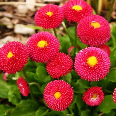 GARDEN SEEDS DAISY RED BELLIS PERENSIS SEEDS (AVG 30-50) SEEDS X 9 ...
