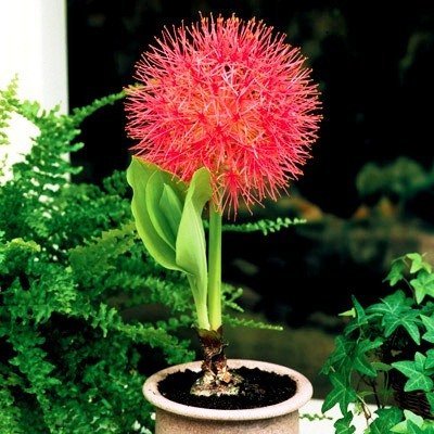 ABN Retail Football Lily Flower Bulbs (10 Bulbs) : Amazon.in: Garden ...