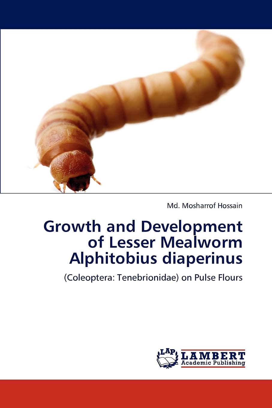 Lesser Mealworm Alphitobius Diaperinus Phil Bendle Collection:Beetle