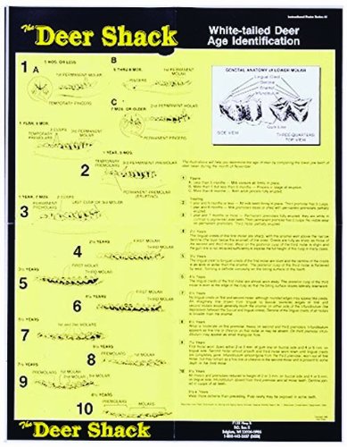 Our Best times to hunt deer chart – Top 20 Model Reveled! – Maine ...