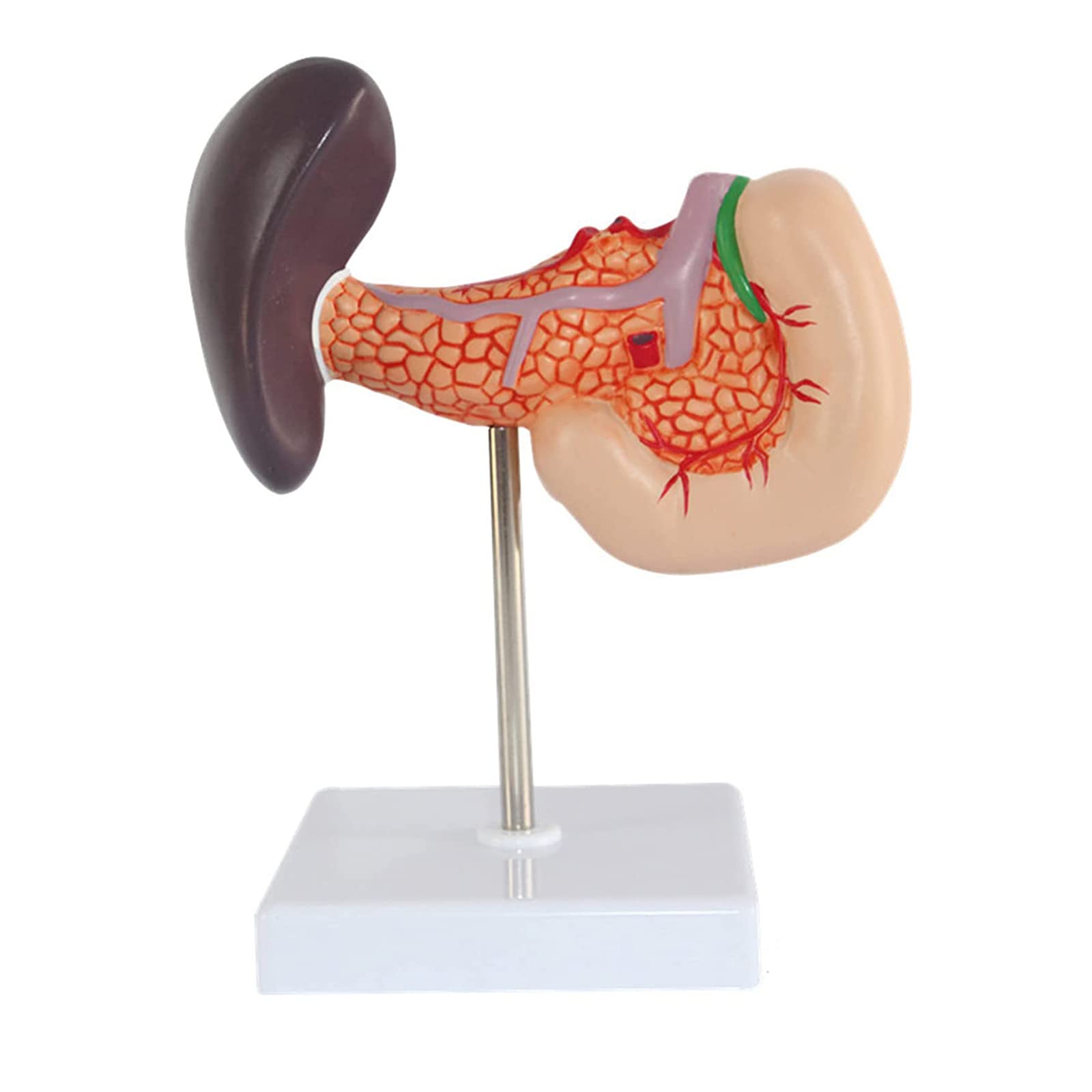 Buy Human Spleen Pancreas Model, Anatomical Human Pancreas Magnitude ...