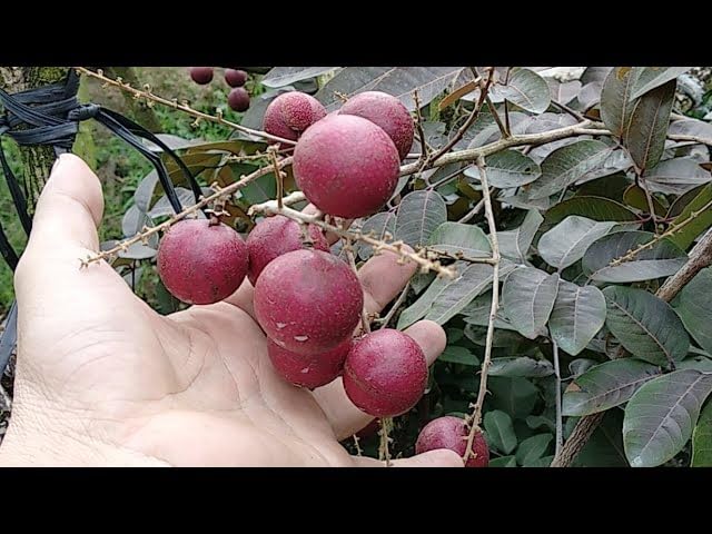 Cloud Farm Live Rare Dwarf Longan Fruit Plant, Thailand Variety Healthy ...