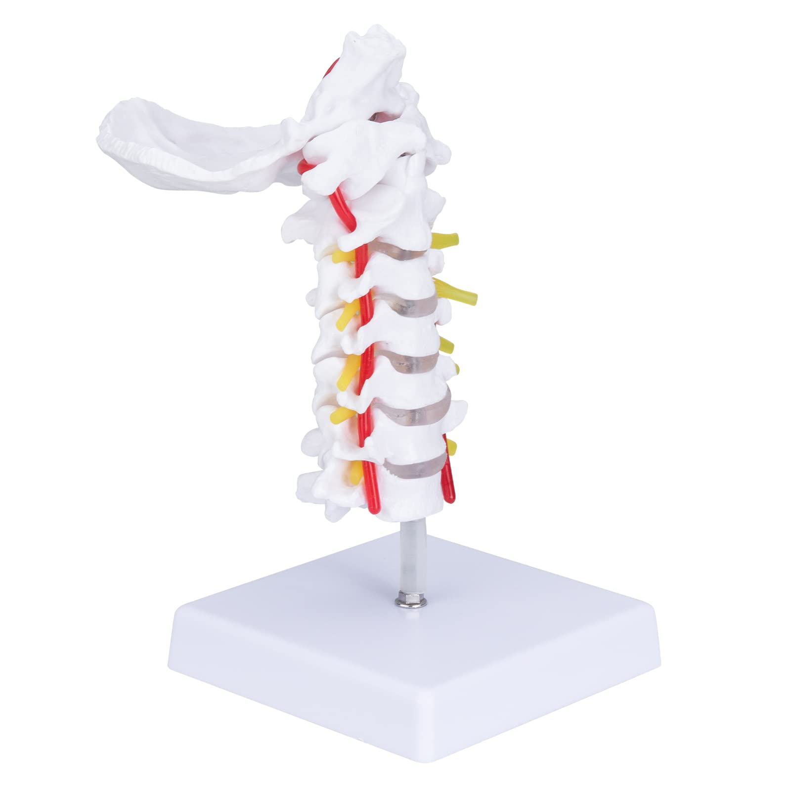 Buy LVCHEN Cervical Vertebra Model - Cervical Spine Model with ior ...