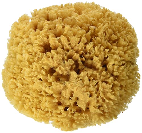 Éponge de mer: Quel est la meilleure en 2022?