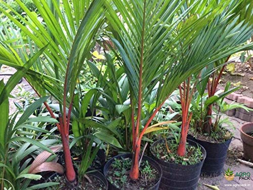 Creative Farmer Palm Tree Live Plant Red Indoor/Outdoor Decorative ...