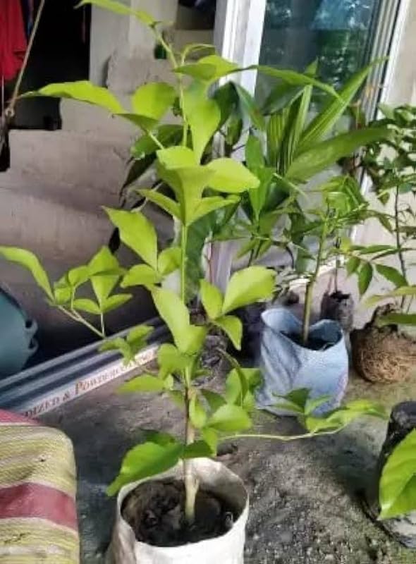 Bel Patra/Bel Tree/Bilva Patra/Bael/Bel Pathar Fruit Plant Pot Pack of ...