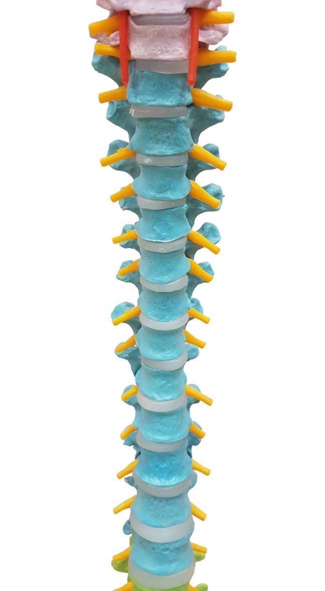 Buy TeachingNest Vertebral Column Flexible Didactic Painted Life buy-teachingnest-vertebral-column-flexible-didactic-painted-life