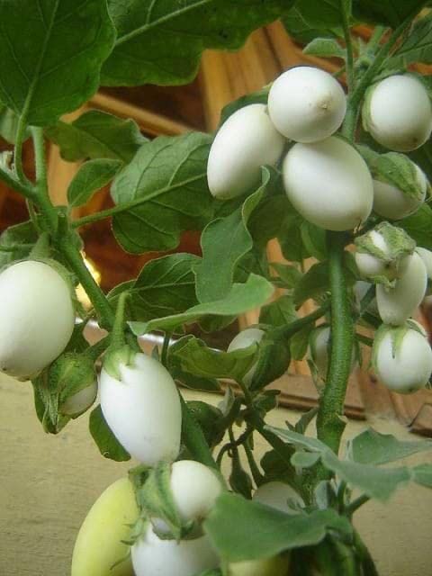 Ritz Farming® Brinjal vegetables seeds | egg shape Brinjal Seed For ...