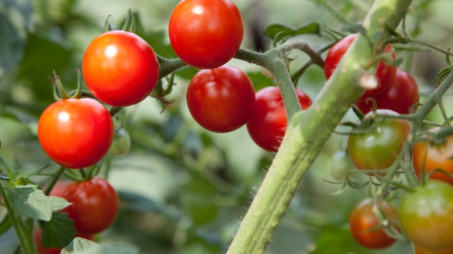 Watch Large Red Cherry Tomato Seeds to Plant and Grow in a Garden on ...