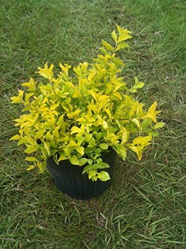 Golden Duranta Golden Hedge Plant Pot : Amazon.in: Garden & Outdoors