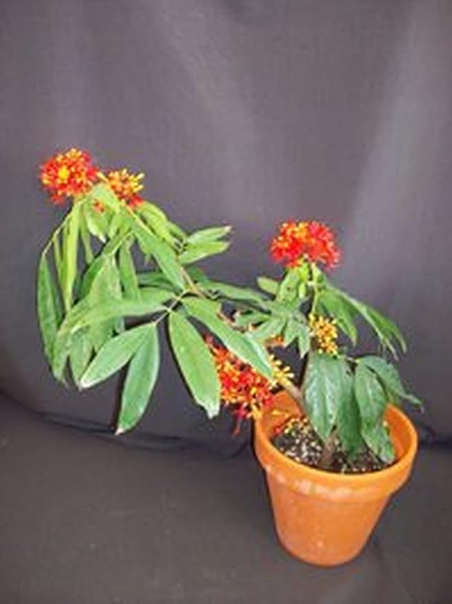 Greenursery Ashoka Outdoor Saraca Asoca Indica Tree Plant for Home and ...