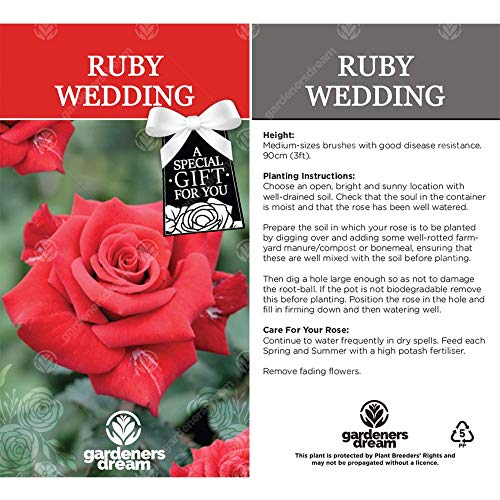 Ruby Wedding Rose - 40th Wedding Anniversary Gift - Help Celebrate a ...