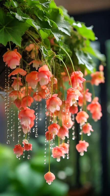 Ritz Farming® Weeping begonia flowers bulbs | begonia orange peach mix ...