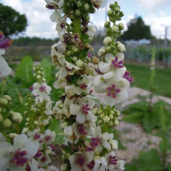 VibeX Verbascum, Snowy Spires-50 Seeds : Amazon.in: Garden & Outdoors