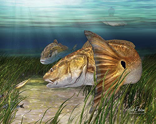 Redfish Underwater Wallpaper