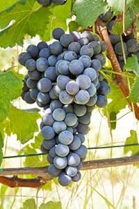 Amazon.com : Mars Seedless Grape Vine - 1 Bare Root Live Plant : Patio ...