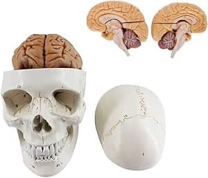 Amazon.com: Educational Materials, Human Skull Brain Anatomical Model 3 ...