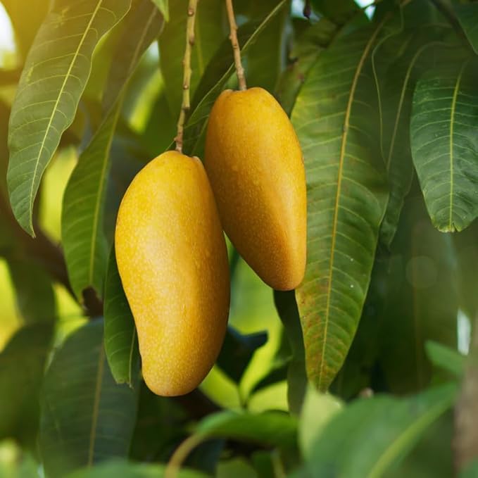 Amazon.com : No CA, Sweet Carrie Mango Tree Plant, Big Live Mango Tree ...