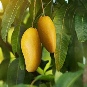 Amazon.com : No CA, Sweet Carrie Mango Tree Plant, Big Live Mango Tree ...