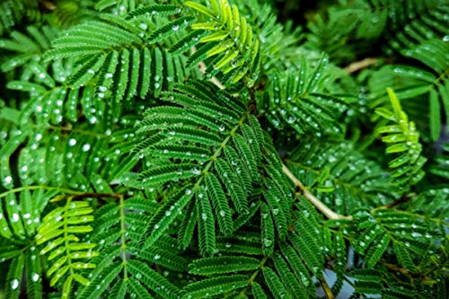Selpline Farms Prosopis Cineraria Shami Tree Vanni Maram Banni Mara ...