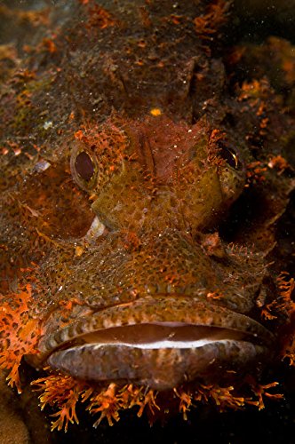 Orange and Brown face of a scorpionfish North Sulawesi Indonesia Poster ...