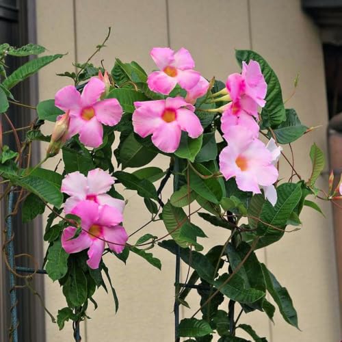 Growing Mandevilla Vine In Pots: 10 Easy Tips For Beginners