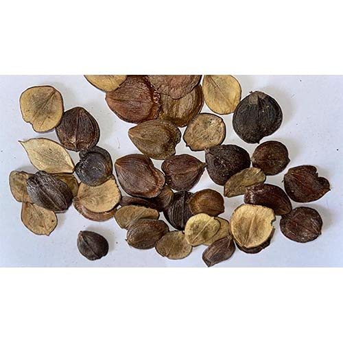 Desi Parijat Tree Seed : Amazon.in: Garden & Outdoors