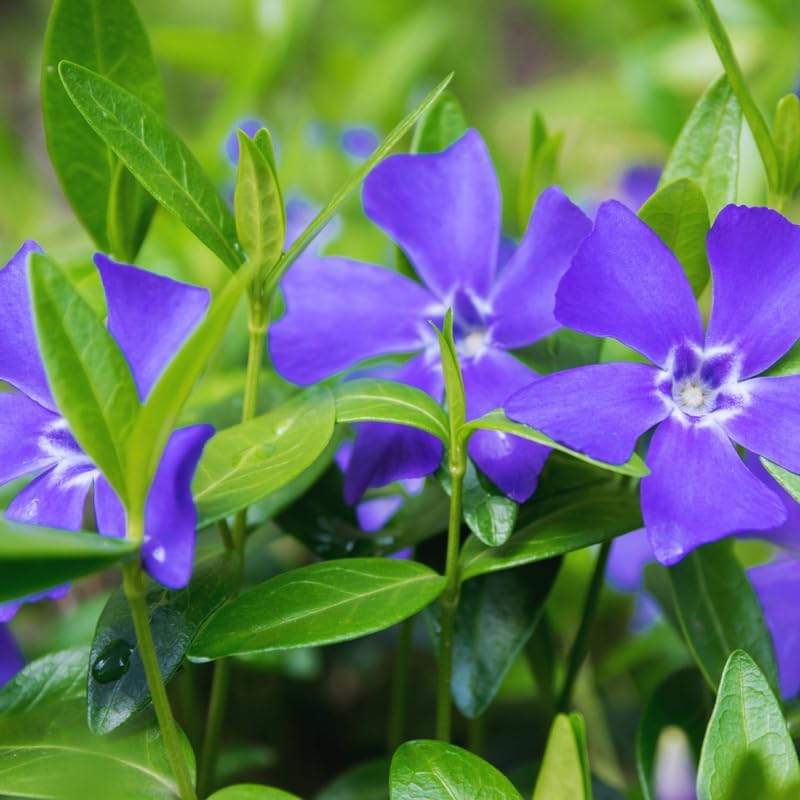 Amazon.com : 50 Vinca Plants, Vinca Minor Ground Cover Plant Periwinkle ...