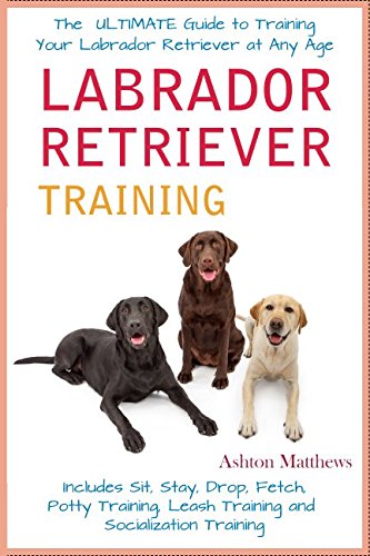 Labrador Retriever Training: The Ultimate Guide to Training Your ...
