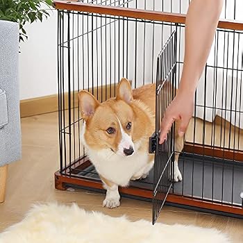 What Size Crate Does A Corgi Need