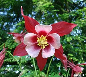 Amazon.com : Aquilegia 'Cardinal' Songbird Series [Columbine] - Live ...